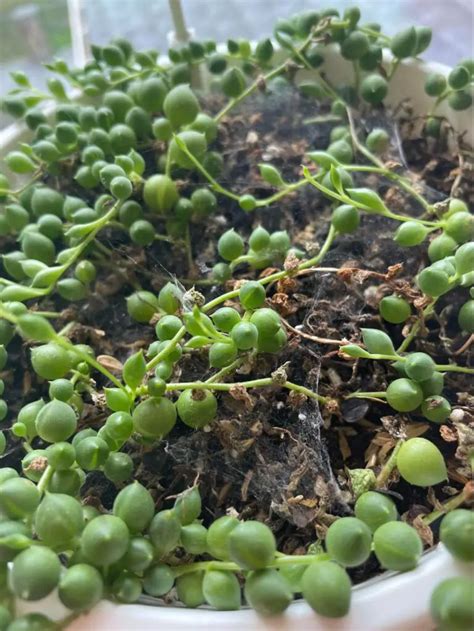 Spider Mites On String Of Pearls Reasons And Solutions