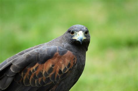 Hawk Harris Raptor Free Photo On Pixabay Pixabay