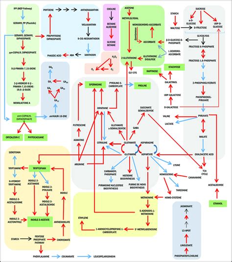 Schematic Representation Of Major Metabolic Pathways Regulated Under