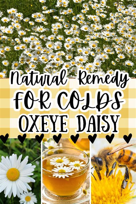 The Beautiful Oxeye Daisy And Its Medicinal Uses