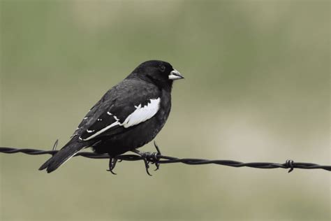 Black Bird White Strips On Wings Global Birding Initiative