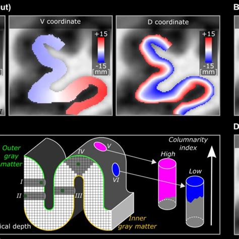 Overview Of The Searchlight Algorithm For Cortical Column Detection Download Scientific
