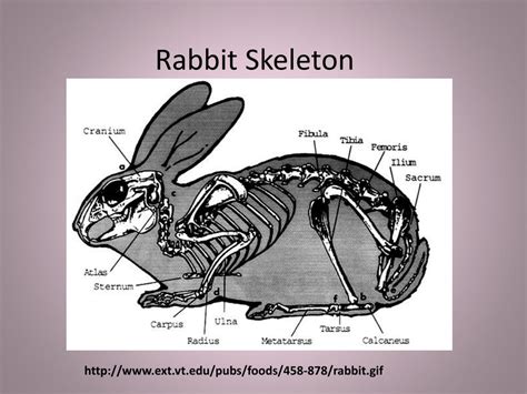 Labeled Rabbit Skeleton