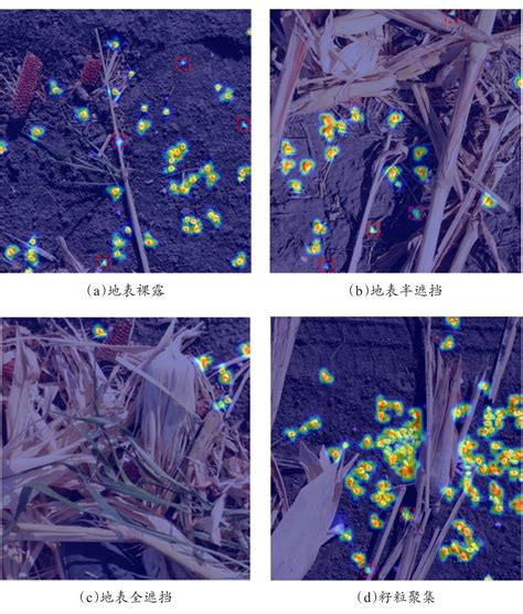 基于多种深度学习算法的田间玉米籽粒检测与计数