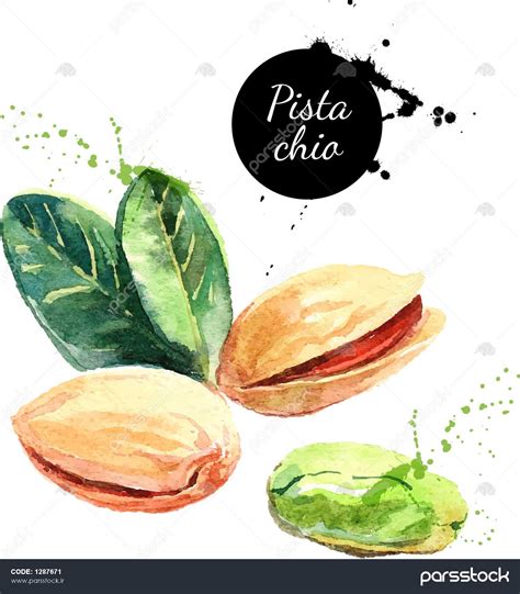 مهره نقاشی با آبرنگ روی پس زمینه سفید وکتور Tr تصویر پسته 1287671