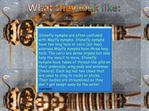 Ppt Stoneflies Powerpoint Presentation Free Download Id 2109506