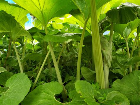ゆきさわ産直センター 秋田県大館市秋田蕗ふき発祥の地
