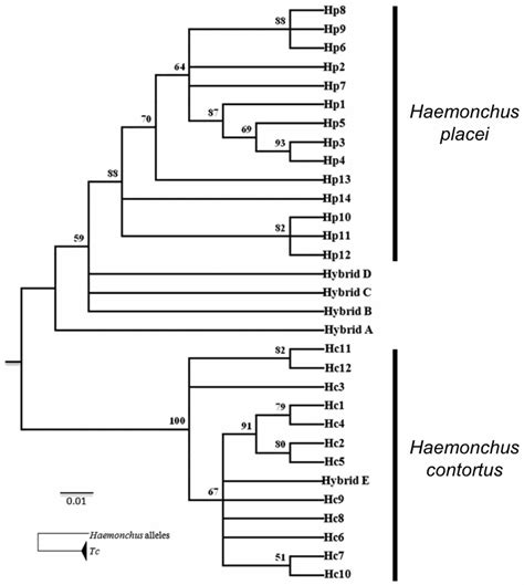 The Genealogical World Of Phylogenetic Networks Using Networks Not Trees To Display Hybrids