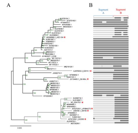 An Overview Of Putative Recombination And Reassortment Events Occurred
