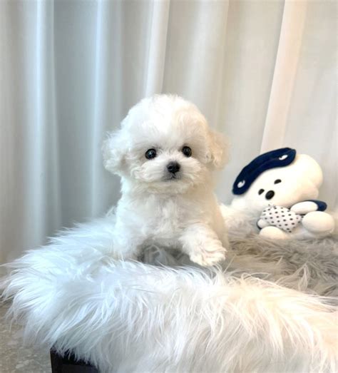 원주강아지분양 미니비숑분양 꽃강아지하남점 네이버 블로그