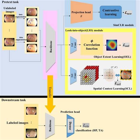 Network Training For The Proposed CAD Scheme Download Scientific Diagram