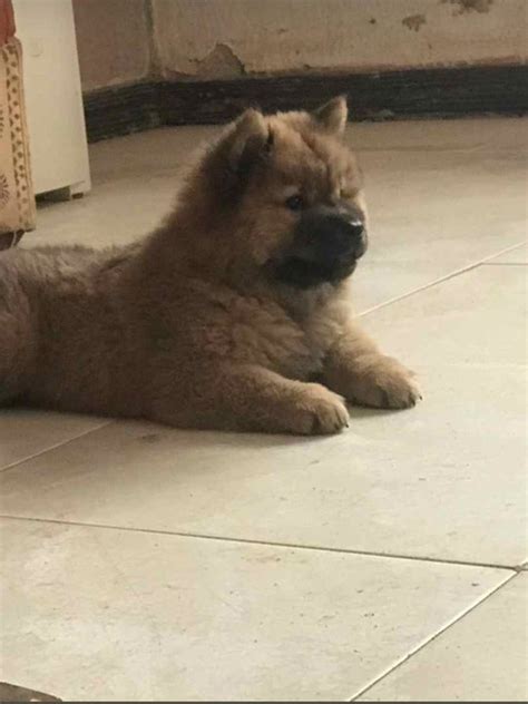 Both Sex Purebred Chow Chow Puppies Pets Nigeria