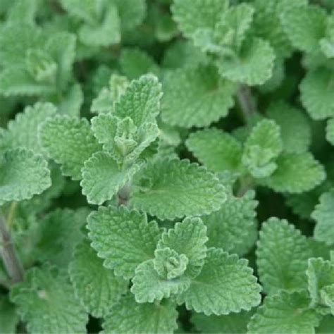 Wholesale Catnip Rooted Plug Liners