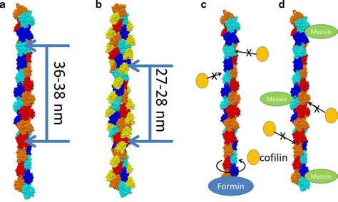 Twist Of The Actin Filament A Actin Filament Pdb Id 5jlf Von Der Download Scientific