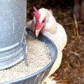 Review Of Chicken Treadle Feeders PET CHICKEN