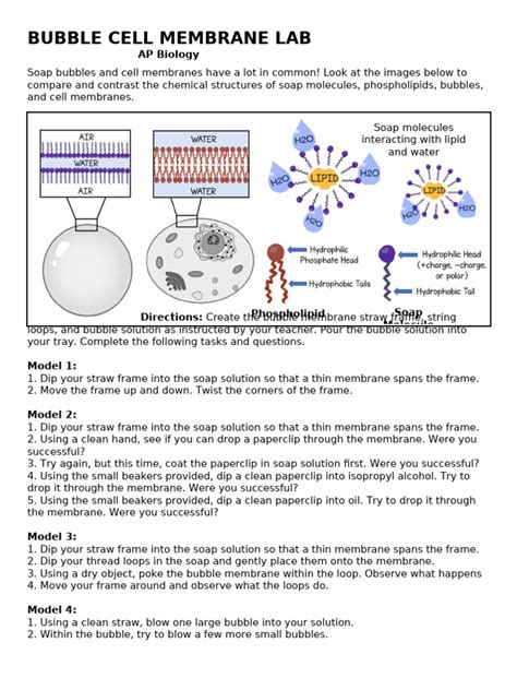 Bubble Cell Membrane Lab Pdf Cell Membrane Cell Anatomy