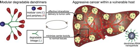 Modular Degradable Dendrimers Enable Small Rnas To Extend Survival In