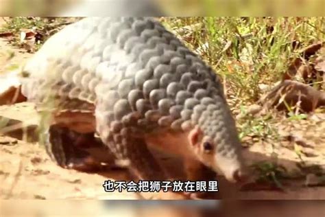 一年除害700万白蚁拯救350亩森林为啥穿山甲还被吃到灭绝 森林 穿山甲