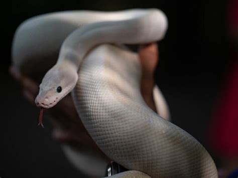 Blue Eyed Leucistic Ball Python Care The Full Guide