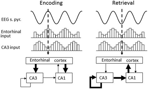 Theta Phase Is Proposed To Segment Retrieval And Encoding Phases Of
