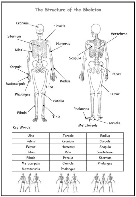 Gcse Pe Ocr 9 1 Blank Skeleton Worksheet With Answers