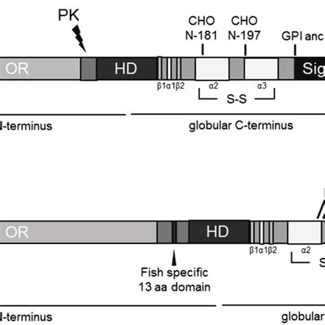 Conserved Structural Domains In Piscine And Mammalian Prion Proteins Download Scientific