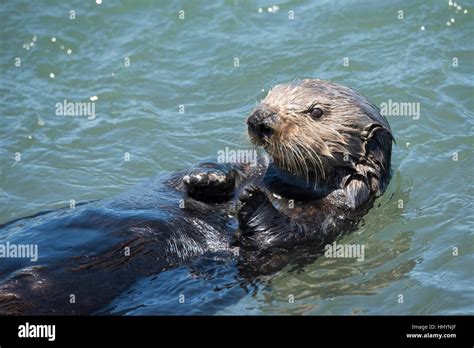California Sea Otter Or Southern Sea Otter Enhydra Lutris Nereis