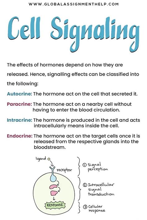 Cell Signaling Biology Notes Artofit