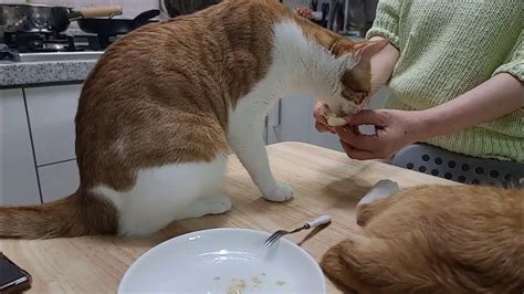 아기 고양이들 입양홍보 라이브 😁 Youtube