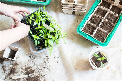 아기 식물 파종 농업 묘목을위한 블랙 홀 트레이 봄 심기 초기 모종 창턱에 집에서 상자에 씨앗에서 성장 개념 가난한 식물 관리 말린 꽃 가정 생활에 대한 스톡 사진 및 기타
