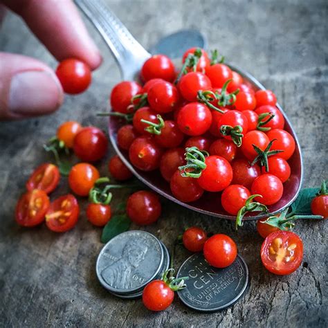 Spoon Tomato Seeds Baker Creek Heirloom Seeds