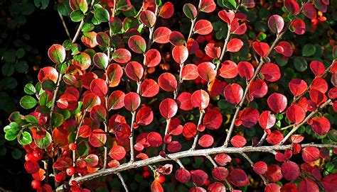 Cotoneaster Daun Daun Tanaman Foto Gratis Di Pixabay Pixabay