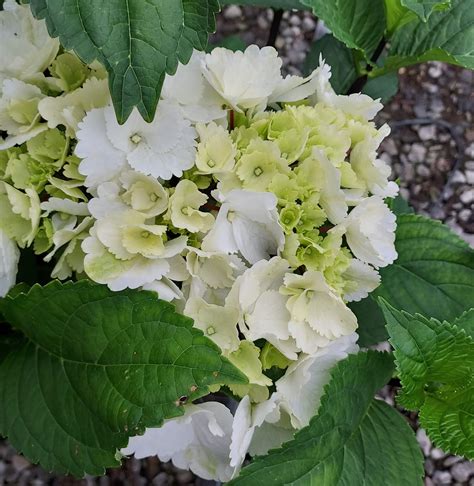 Hydrangea Macrophylla Onyx Zebra Urban Tree Farm Nursery