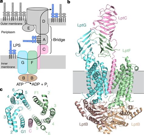 Crystal Structure Of The Inner Membrane Complex Of The Lps Transport