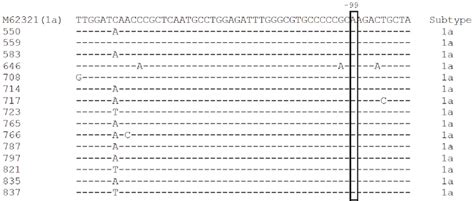 alignment of partial hcv 1a 5 utr sequences at the top hcv 1a