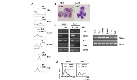 The Induction Of Cd33 Expression In Myeloma Cell Lines A Cd33