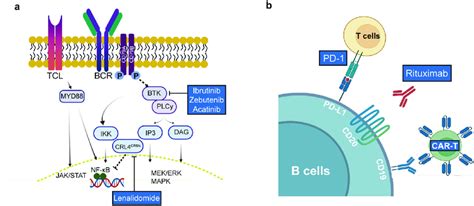 Schematic Drawing Of The Genes Cellular Interactions Or Signaling