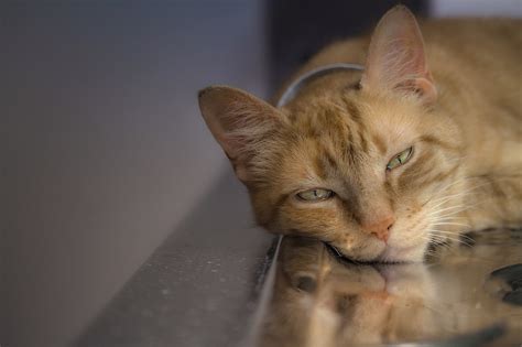 Cats Ginger Color Glance Hd Wallpaper Rare Gallery
