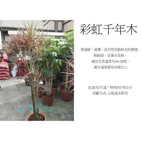 心栽花坊 彩虹千年木 五彩千年木 1尺2盆 觀葉植物 室內植物 綠化植物 售價1200特價1000 蝦皮購物