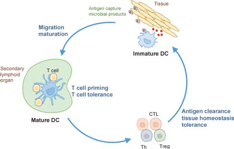Figure From Distinct Features Of Dendritic Cell Based Immunotherapy As Cancer Vaccines