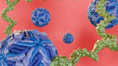 A Single Stranded Rna Molecule Is Emerging From The Dengue Virus Stock Illustration