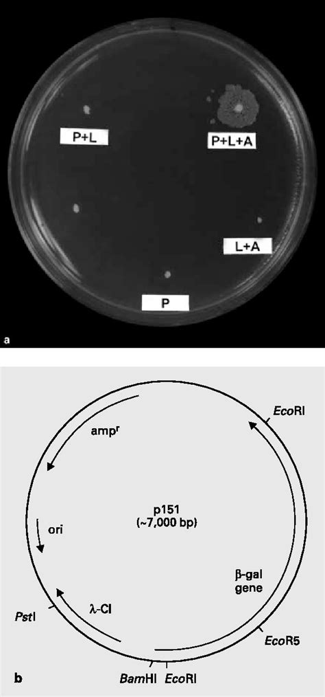 Table 1 From Natural Plasmid Transformation In Escherichia Coli Semantic Scholar