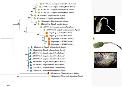 Phylogenetic Topology Using The Maximum Likelihood Method And The Download Scientific Diagram