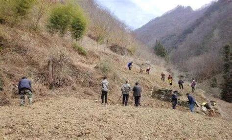 上竹镇松坪村玄参种植迎春绿 乡村振兴产业旺 镇坪县 村民 药材