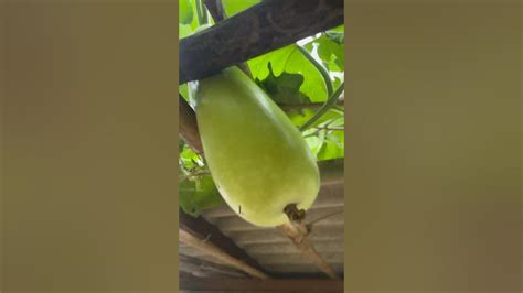 Our Organic Loki Vegetable Youtube