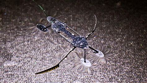 Philip Hicks On Linkedin Bug Robots Might Be The Smallest And Fastest Ever