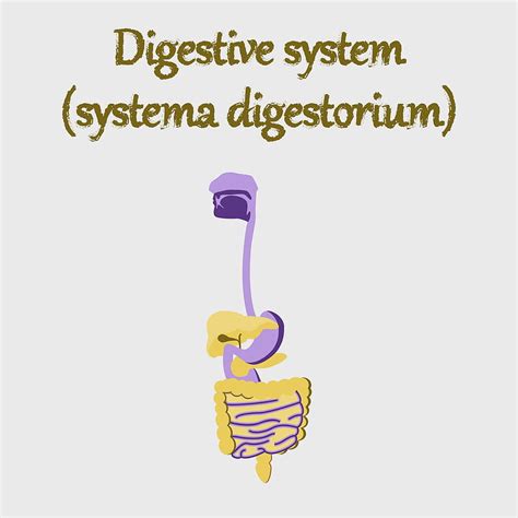 عضو بشري، ايقونة، إلى داخل، سهل، لقب، الجهاز الهضمي، سهم التوجيه Eps Ai