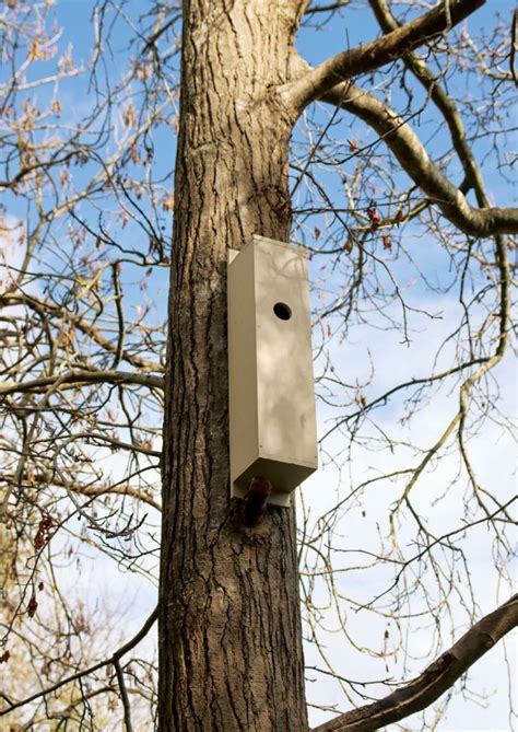 Nesting Boxes How To Build Safe Nesting Spaces For Native Birds In Your Backyard Pip Magazine