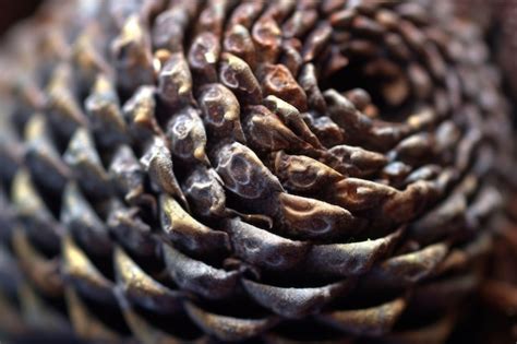 Premium Ai Image Pinecone Macro Showcasing Detailed Spirals Created With Generative Ai