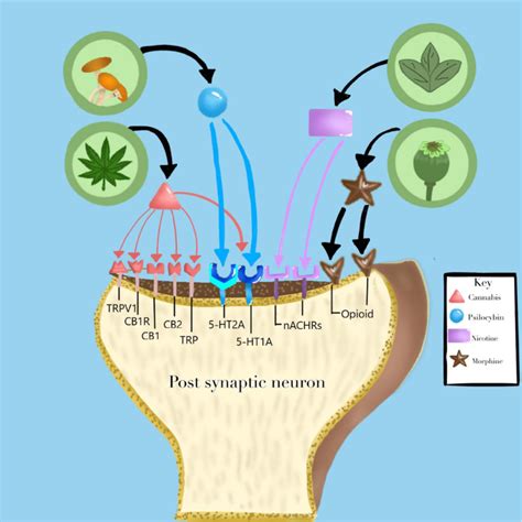 Drugs Interaction With Different Receptors Abbreviations Cb1r Download Scientific Diagram